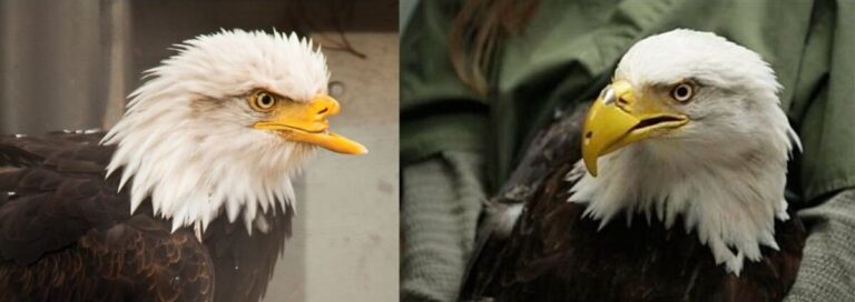 How Animal Prosthetics Restore Mobility and Hope