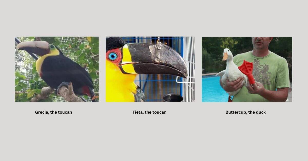 How 3D Printing Prosthetics for Animals is Changing Lives