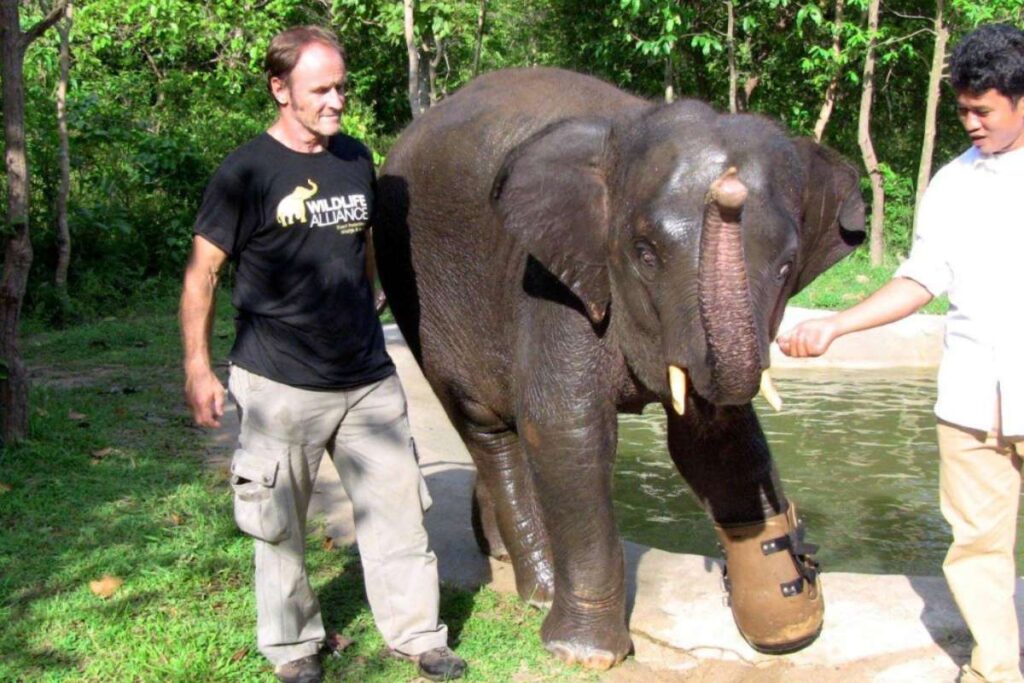 How Animal Prosthetics Restore Mobility and Hope